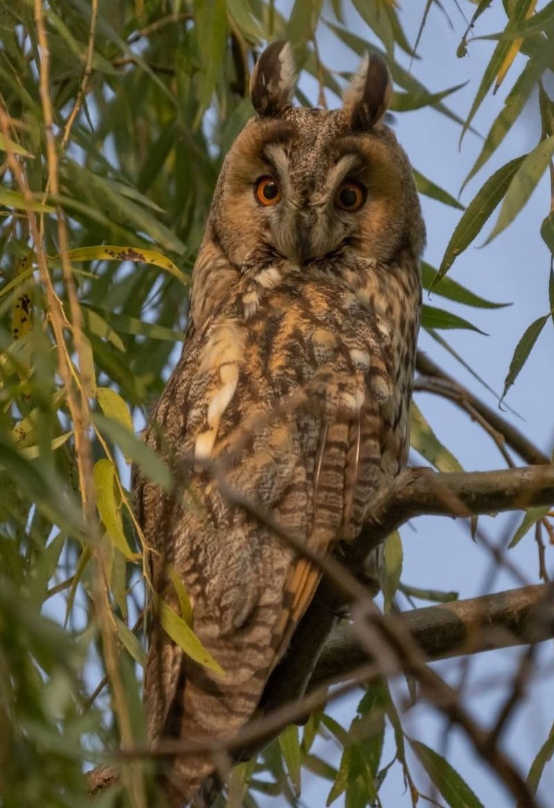 THE OWL’S 🦉 LIFE – VENTS MAGAZINE